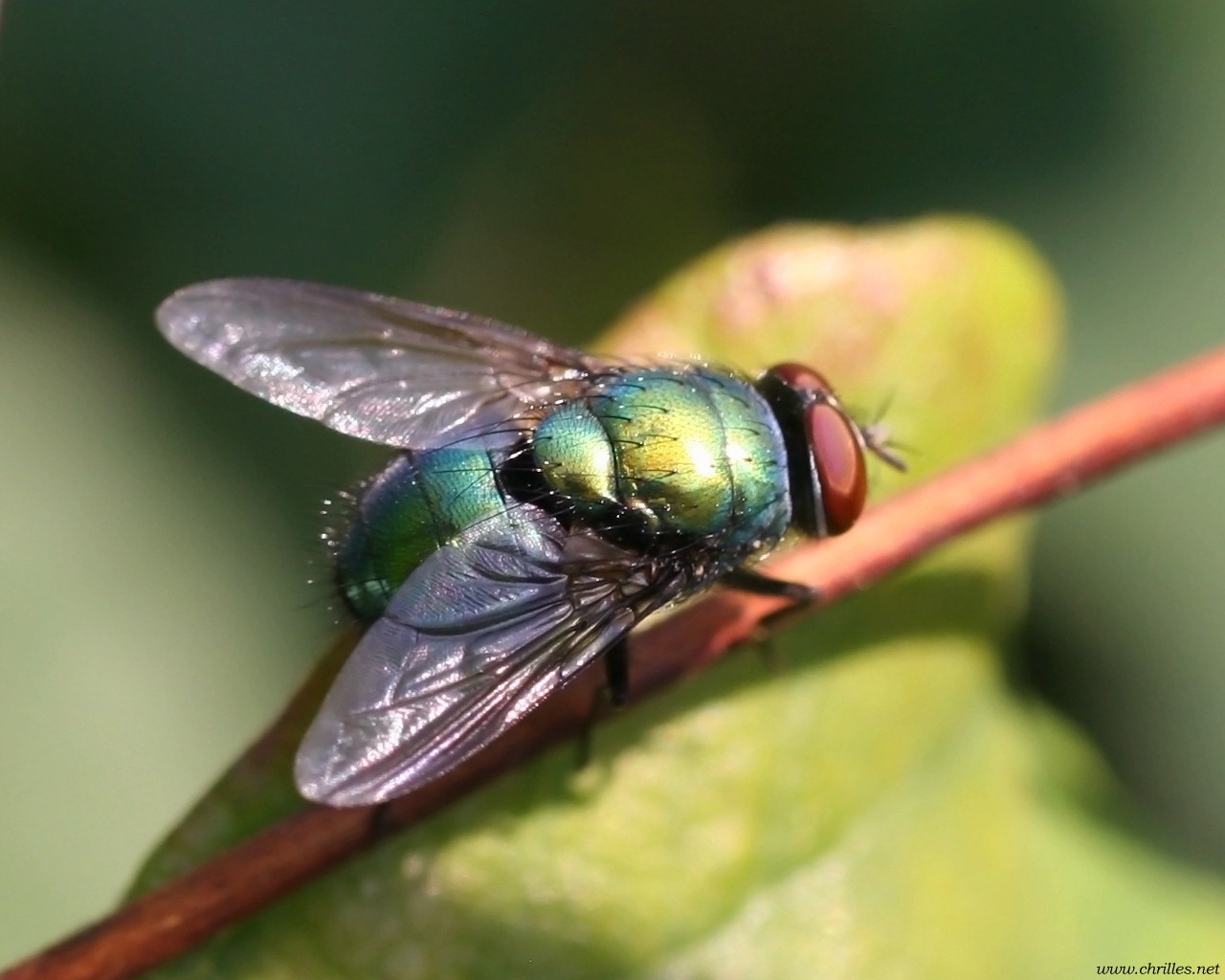 Skolbanken · Liv del 1 biologi 6C