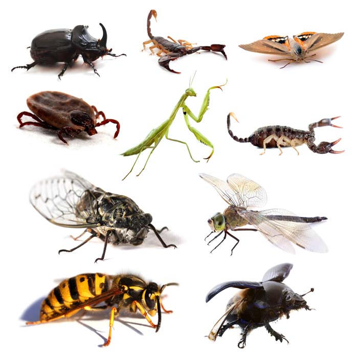 Skolbanken · NO- insekter och småkryp