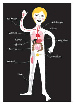 Pedagogisk planering i Skolbanken: NO - Kroppen ÅK 5