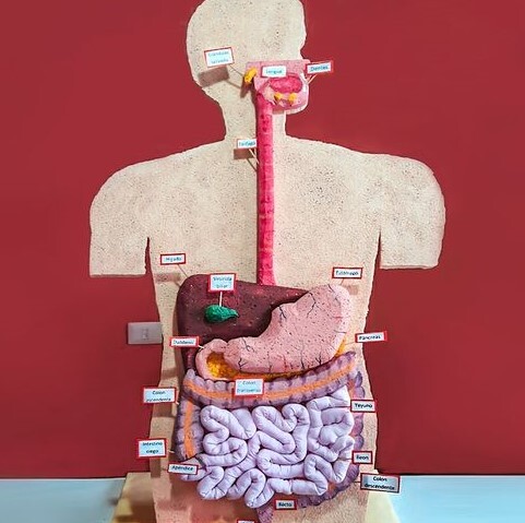 Skolbanken · Kroppsproportioner: kroppsdelar