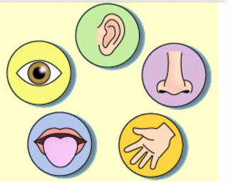 Skolbanken · Sinnena