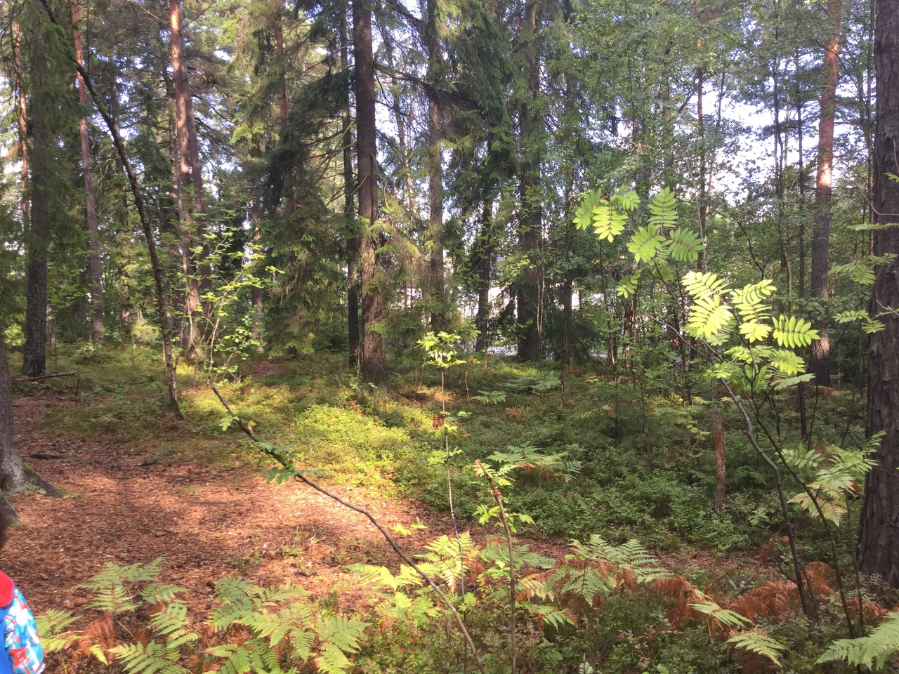 Skolbanken · Skogen och dess levande djur
