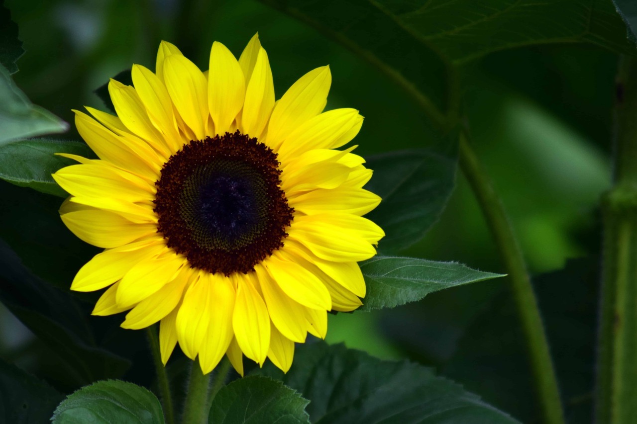 Skolbanken · HT2022_Projektplanering1_Introduktionsplanering_Solrosen ...