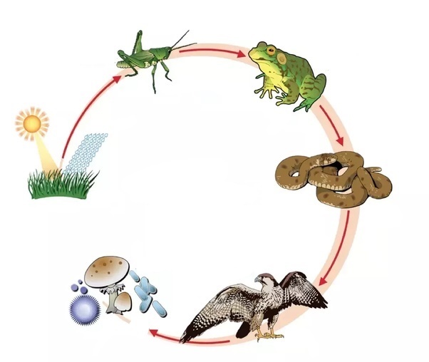 Pedagogisk planering i Skolbanken: Livscykler, näringskedjor och ekosystem