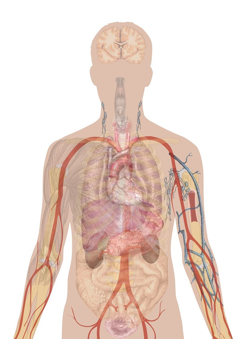 Skolbanken · Människokroppen Åk 5