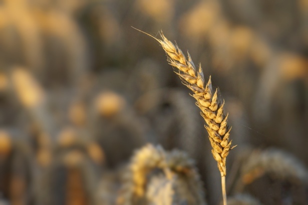 Skolbanken · Hem- och konsumentkunskap ÅK9 VT22