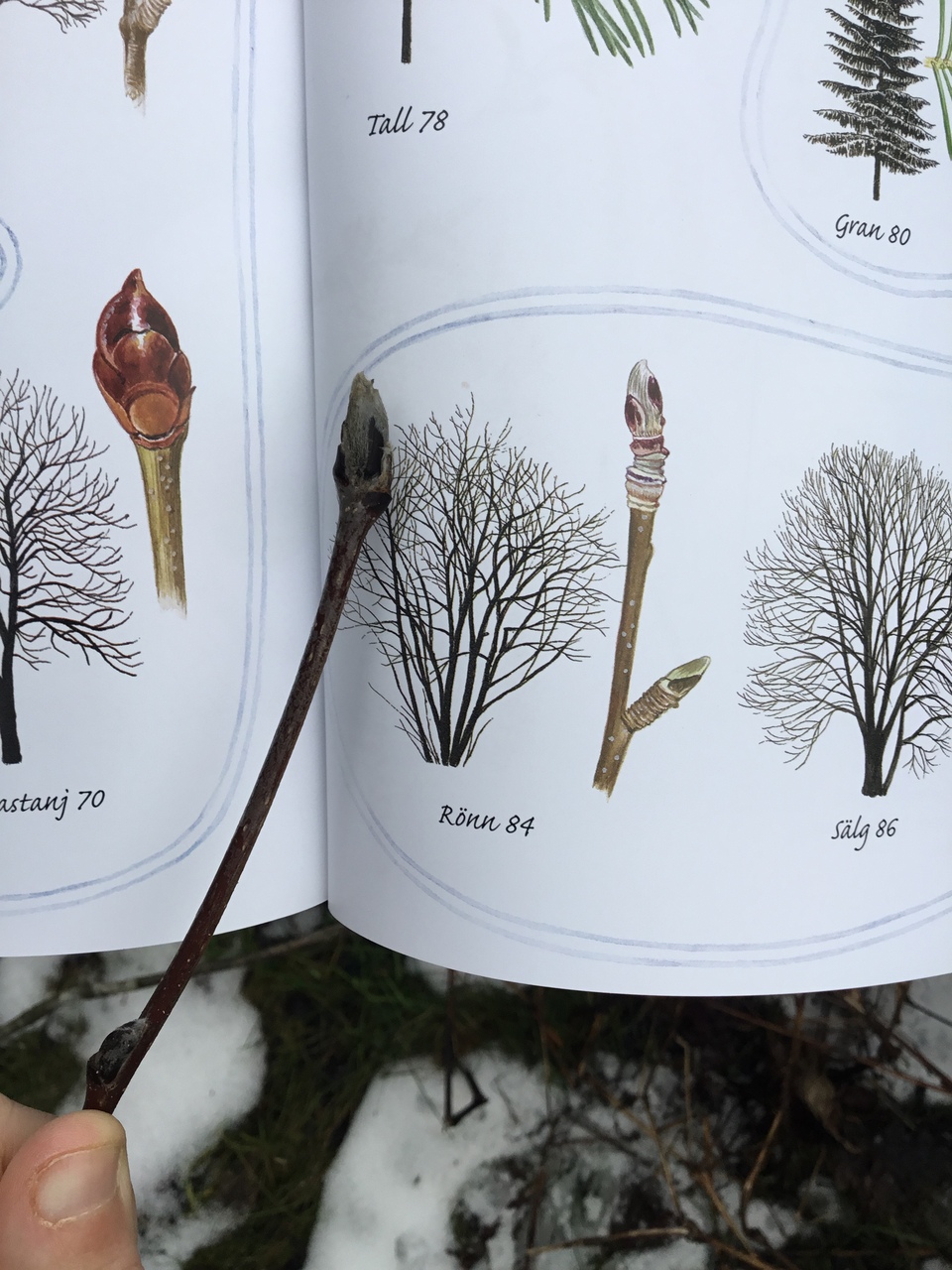 Pedagogisk Planering I Skolbanken Naturvetenskap Och Teknik