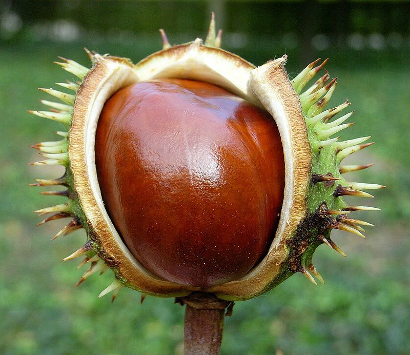 Skolbanken · Kastanjen uppföljningsperiod 2