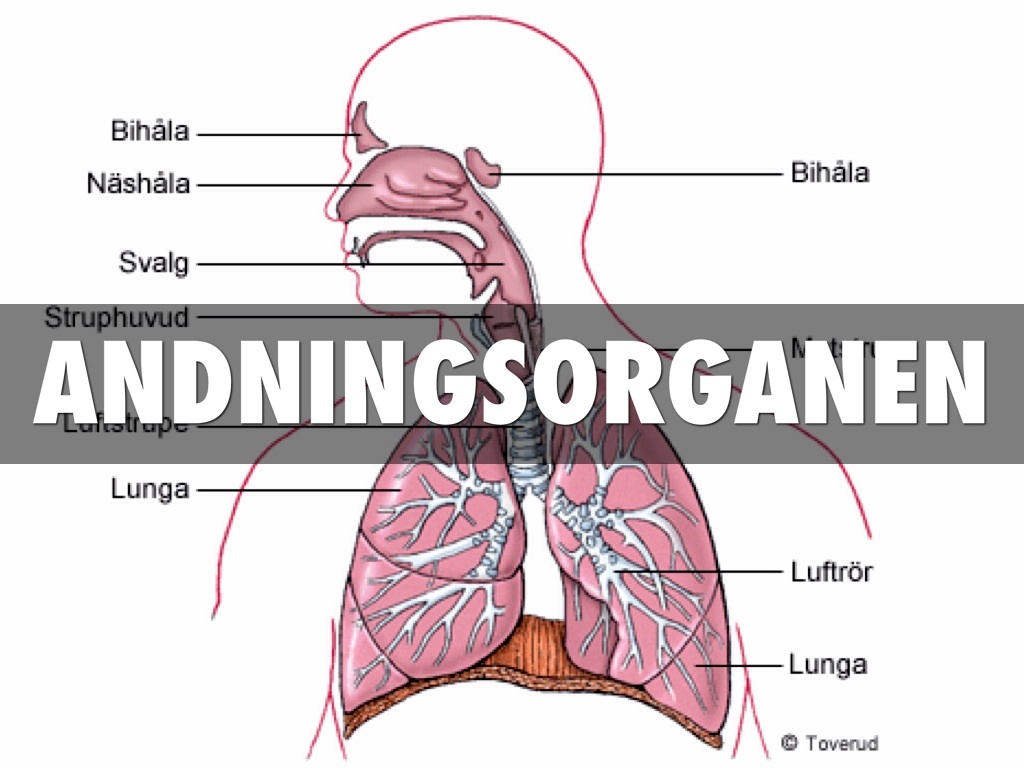 Skolbanken · Andningsorganen & dess sjukdomar