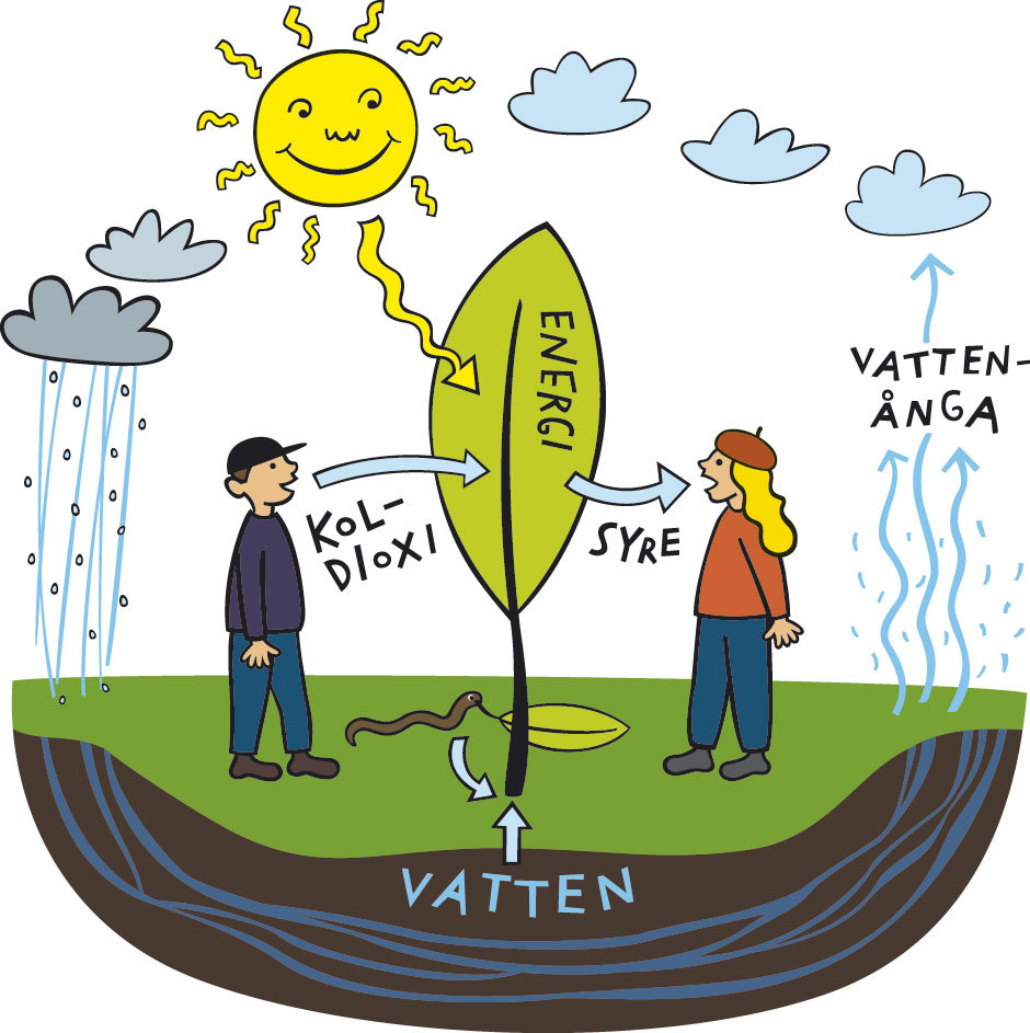 Pedagogisk planering i Skolbanken: Träd och fotosyntesen