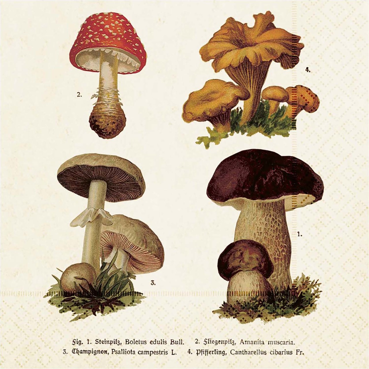 Skolbanken · Svampar, mossor, lavar