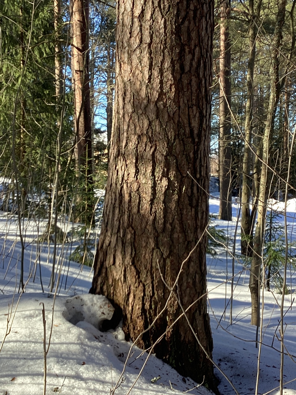 Skolbanken · Skogen