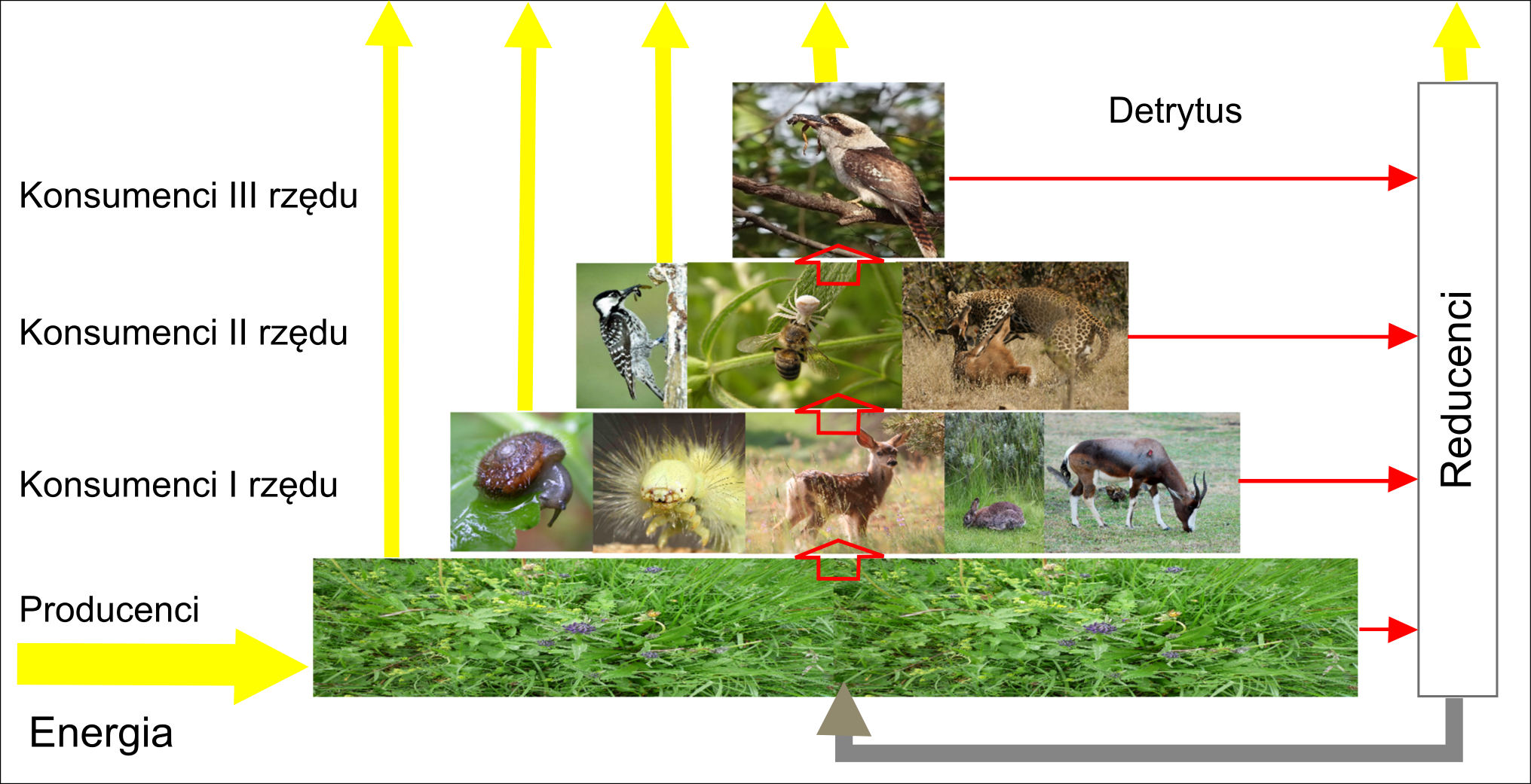 Skolbanken · Ekologi