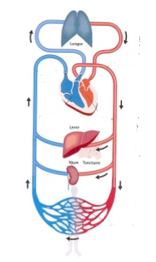 Skolbanken · Kroppen