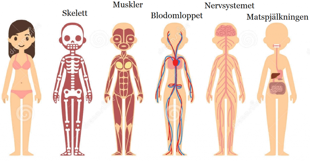 Pedagogisk planering i Skolbanken: Människan och människokroppen