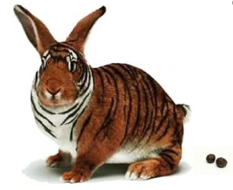 Skolbanken · Biologi Kap 5 Mutationer