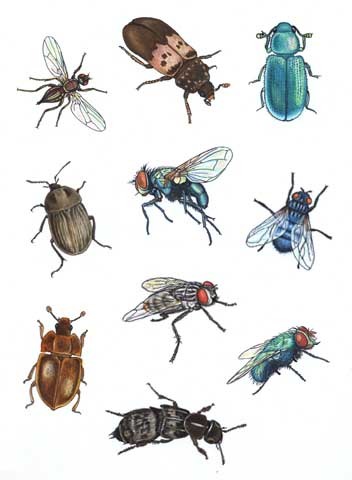 Skolbanken · Insekter och pollinering, biologi åk 4