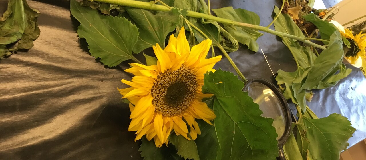 Skolbanken · Solrosor - Avbilda och gestalta.