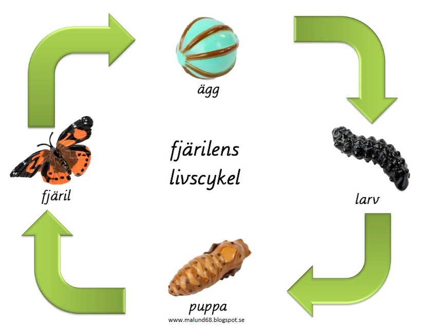 Skolbanken · Fjärilens livscykel.
