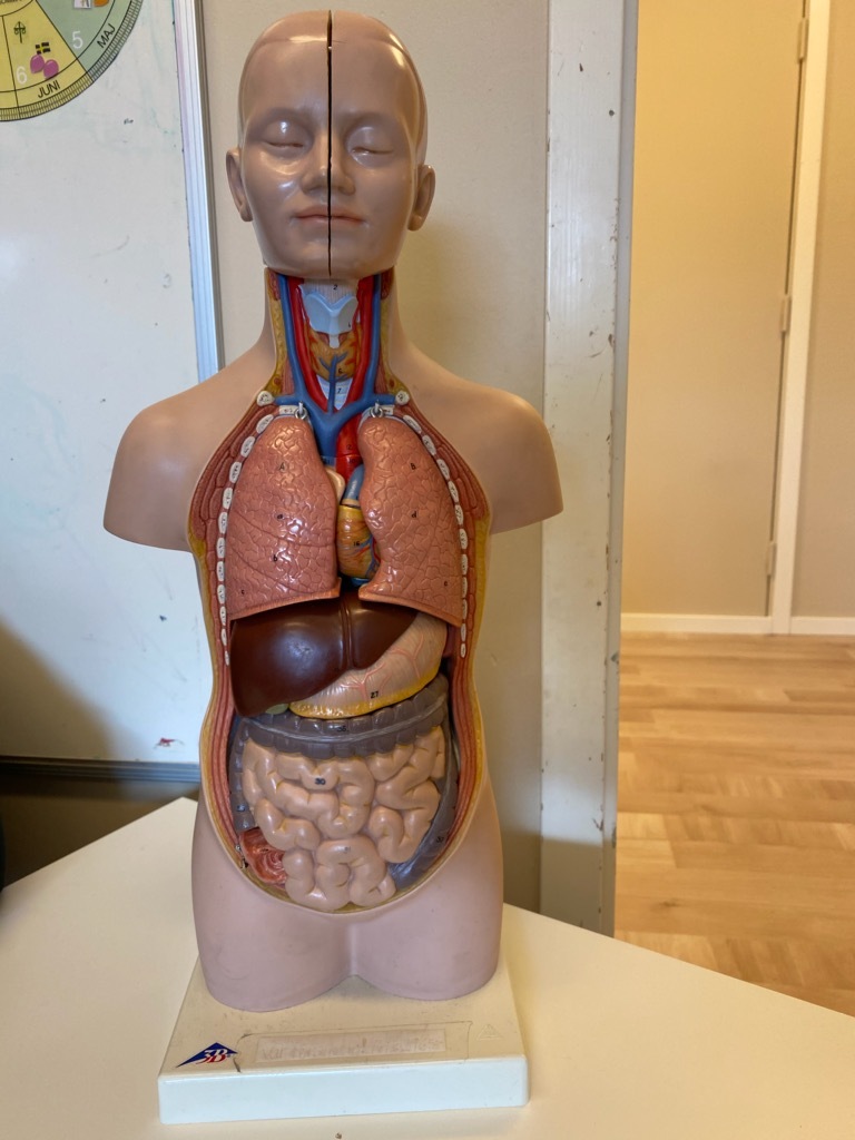 Skolbanken · Tema: kroppen utvärdering;Ht-20