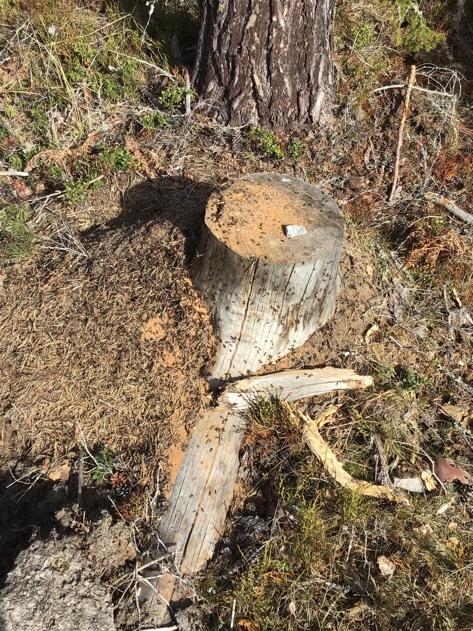 Skolbanken · På spaning i myrstacken