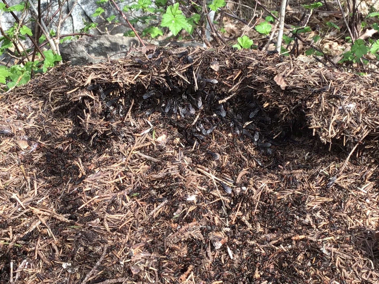 Skolbanken · På spaning i myrstacken