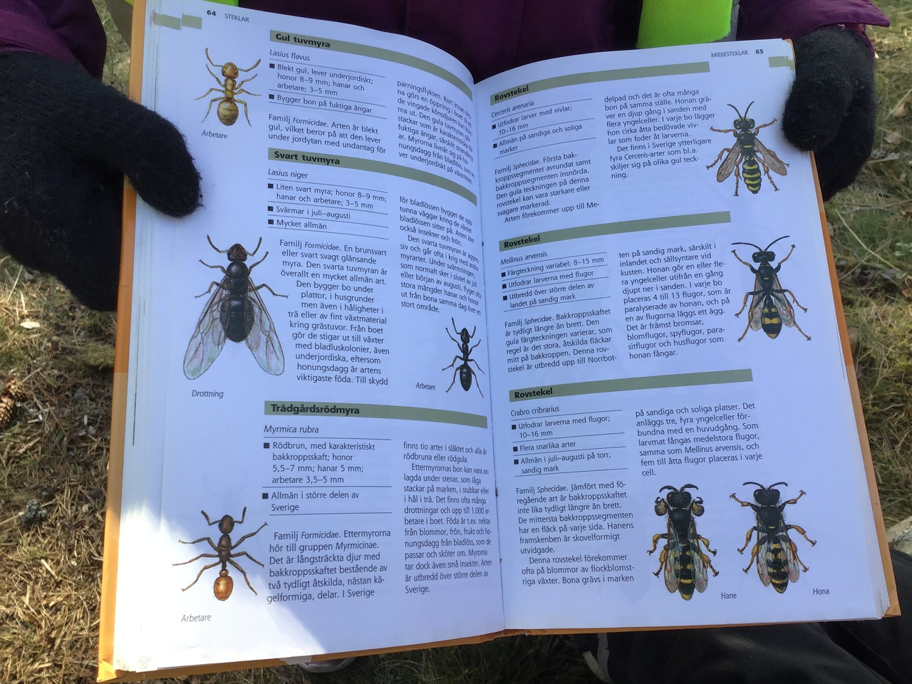 Skolbanken · På spaning i myrstacken