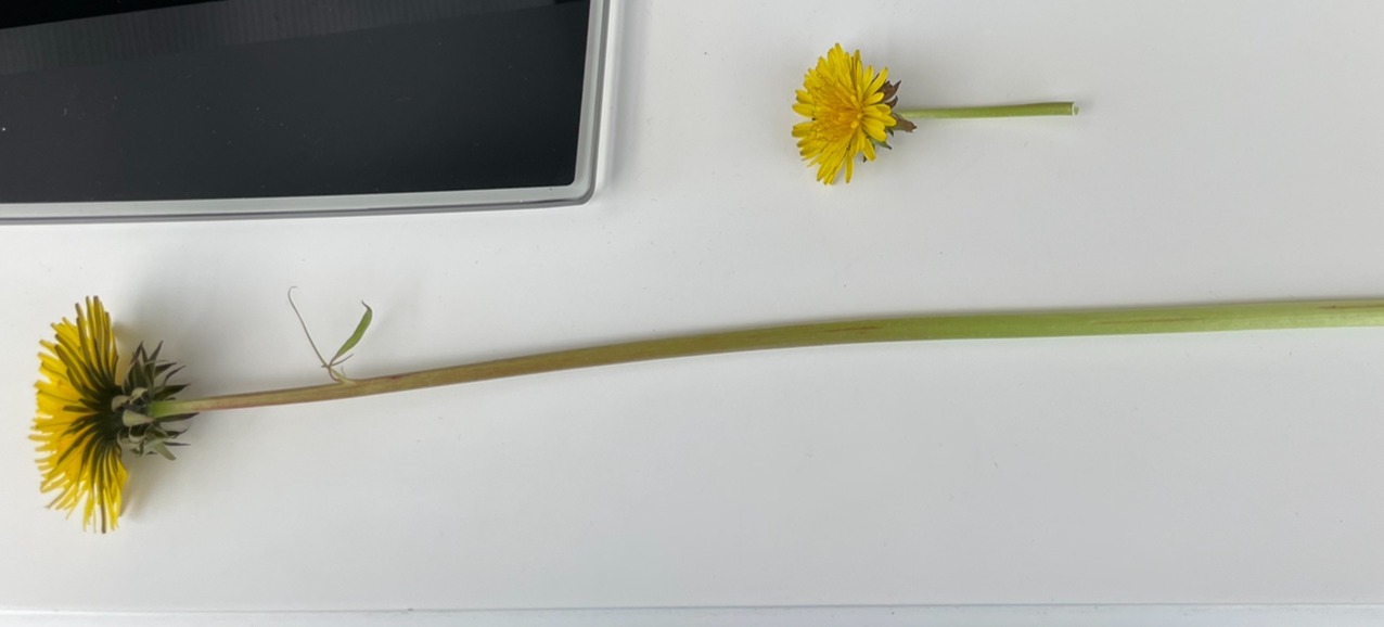 Skolbanken · Maskrosens liv