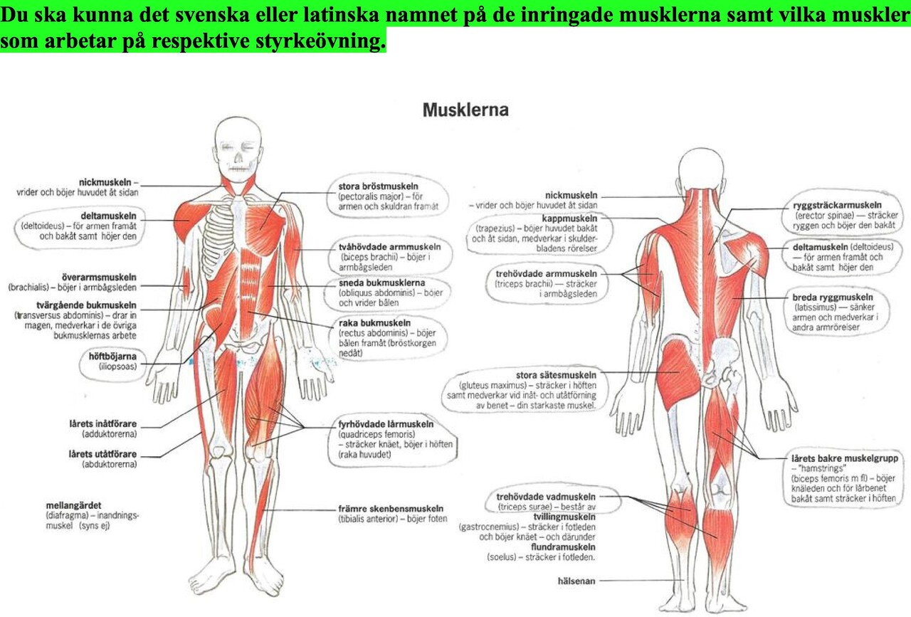 Skolbanken · 💪Prov muskler och anatomi💗